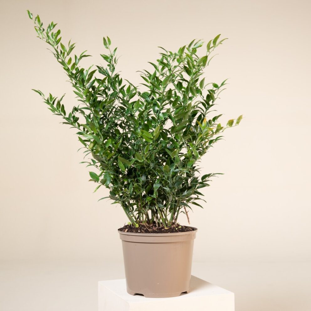 Ruscus racemosus | The Palm Centre