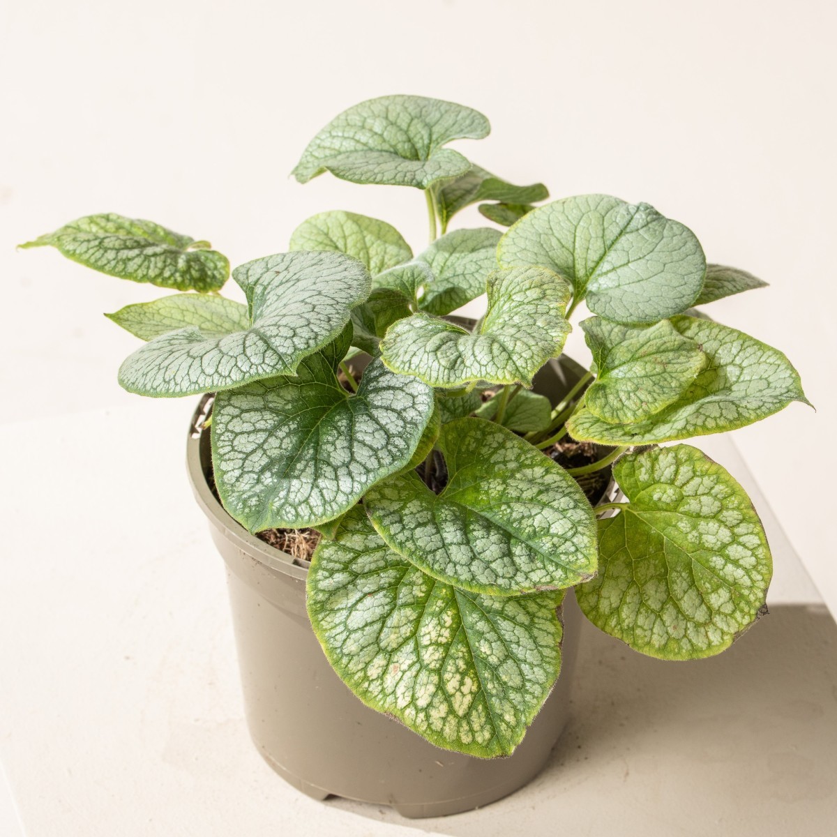 Brunnera macrophylla ‘Jack Frost’ | The Palm Centre