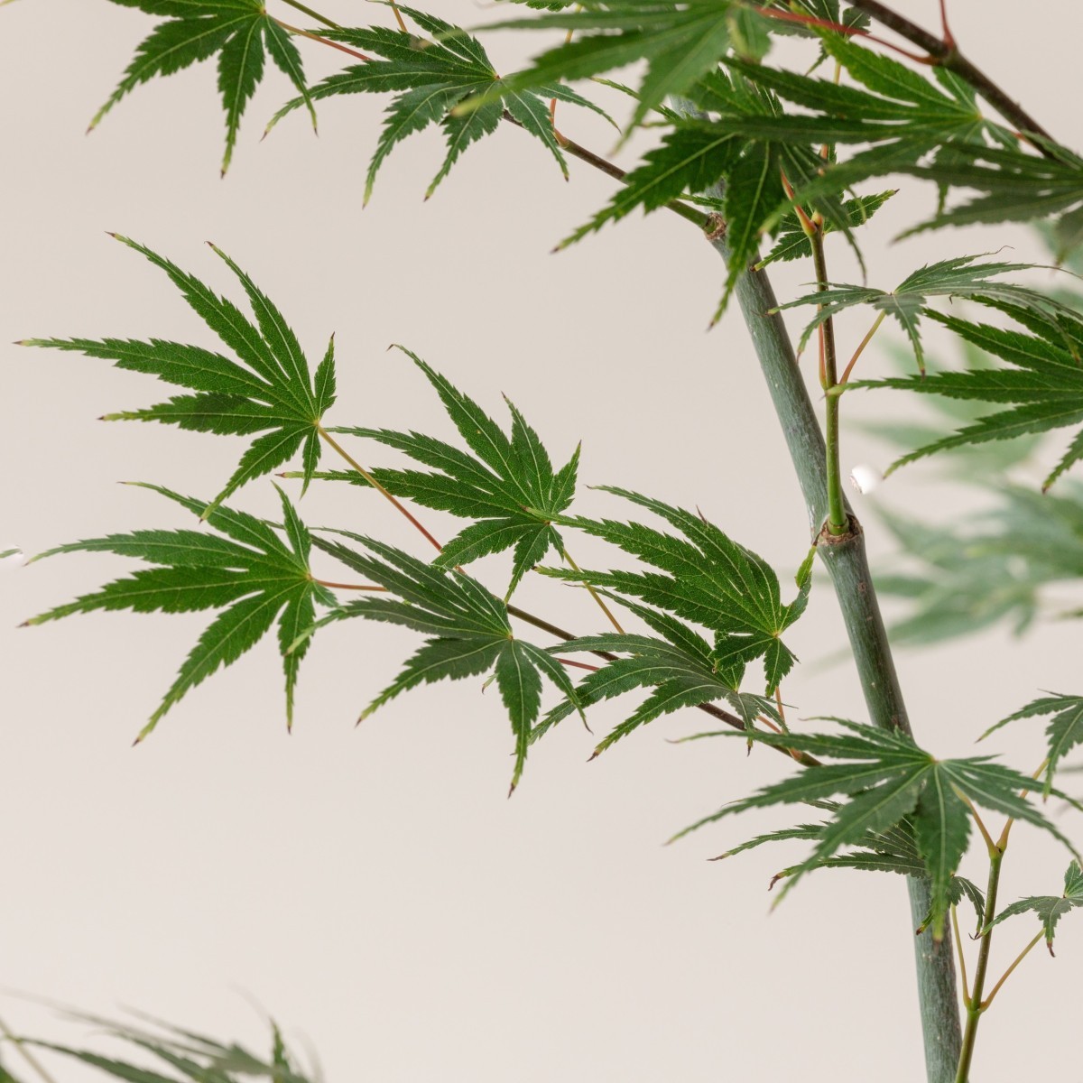 Acer palmatum ‘Aoyagi’ | The Palm Centre