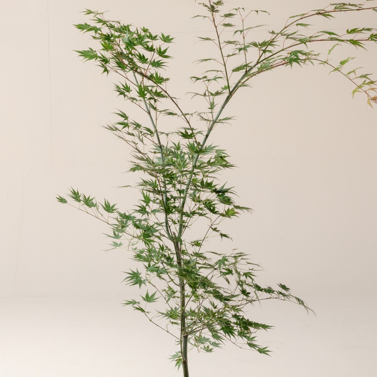 Acer palmatum ‘Aoyagi’ | The Palm Centre