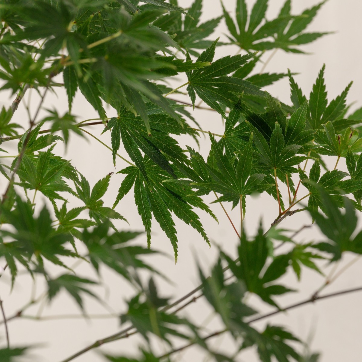 Acer palmatum ‘Aoyagi’ | The Palm Centre