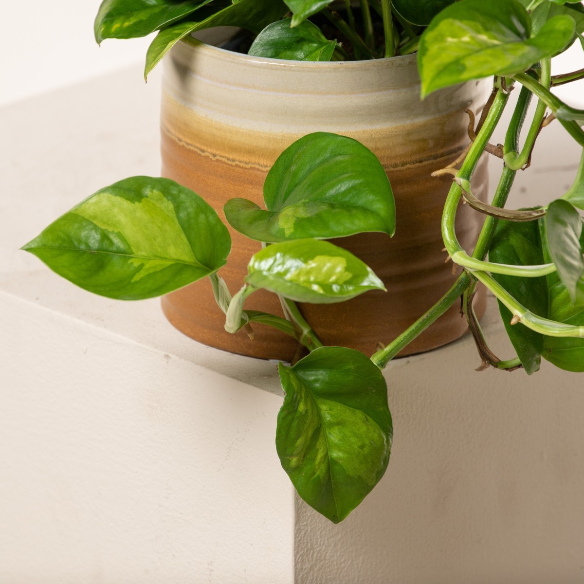 Scindapsus ‘Global Green’ | The Palm Centre