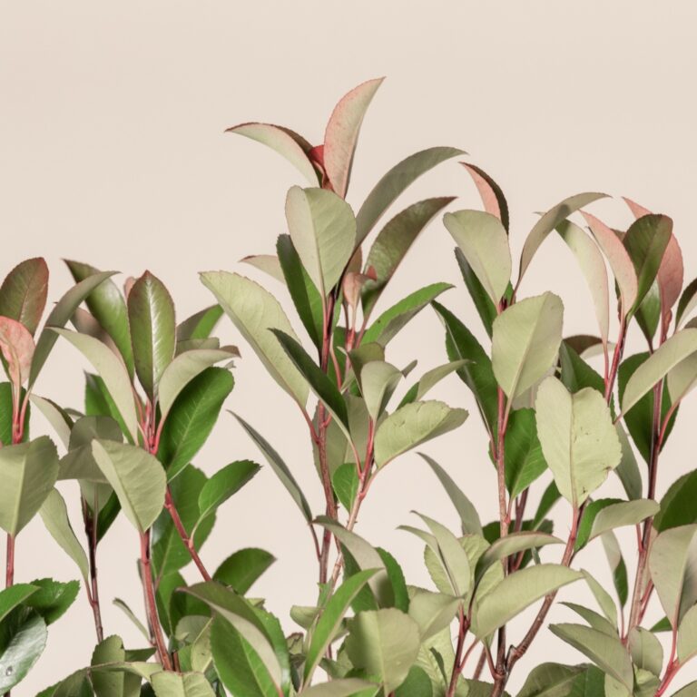 Photinia x fraseri ‘Red Robin’ - Topiary | The Palm Centre