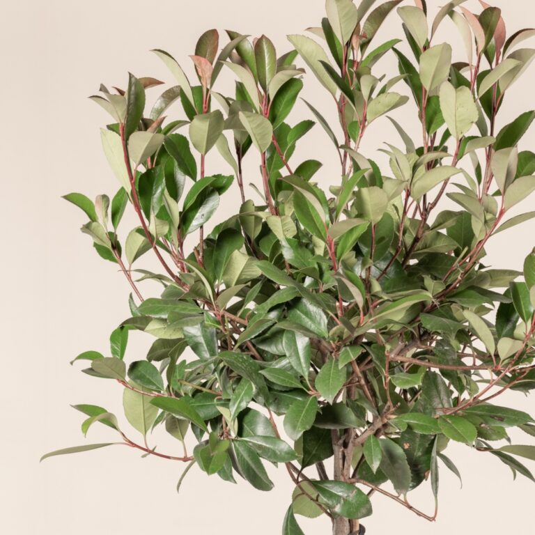 Photinia x fraseri ‘Red Robin’ - Topiary | The Palm Centre