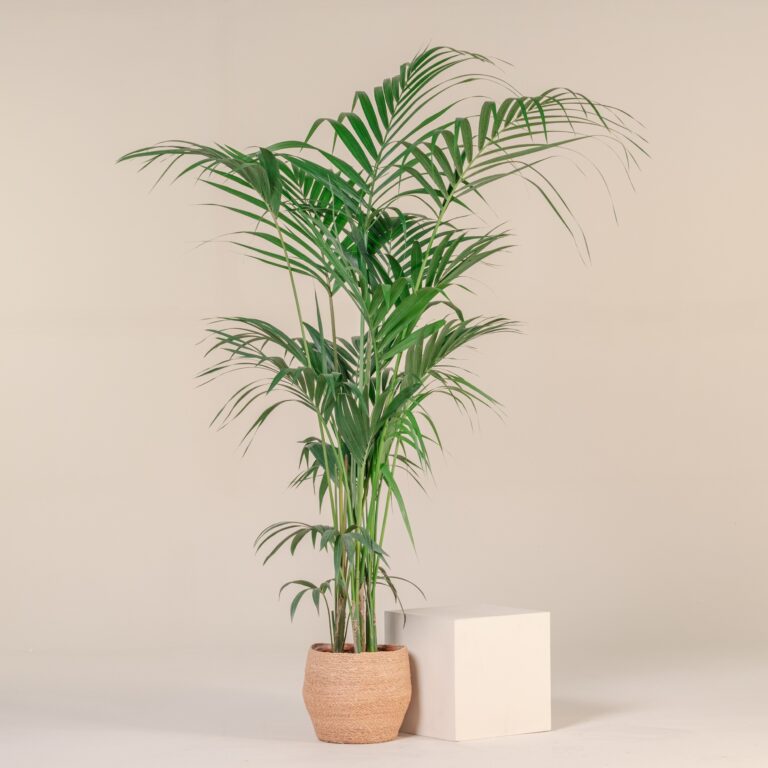 Best indoor palms store