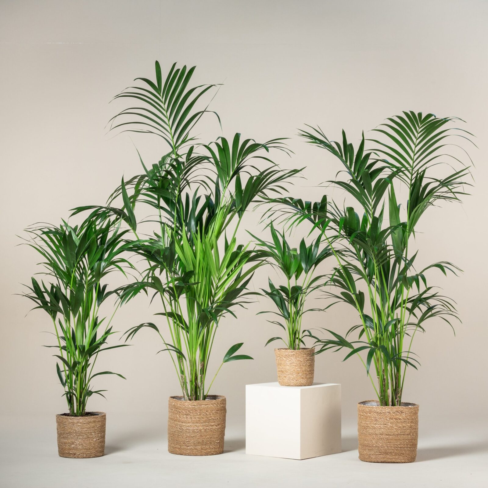 Kentia palm - Howea forsteriana | The Palm Centre