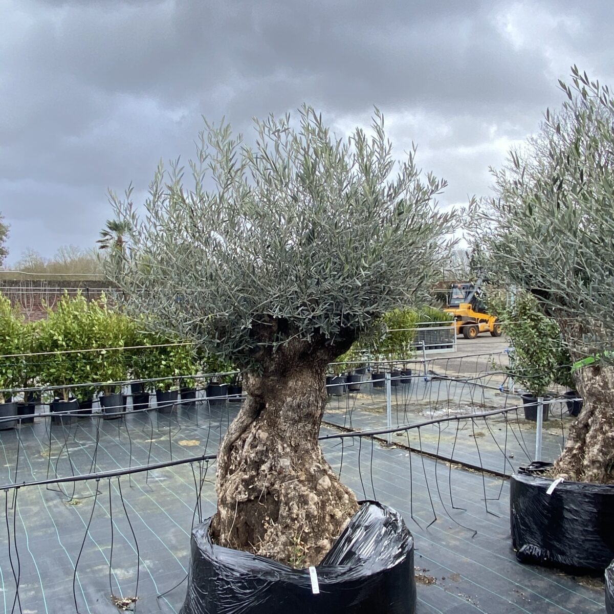 Olea europaea - Ancient | The Palm Centre
