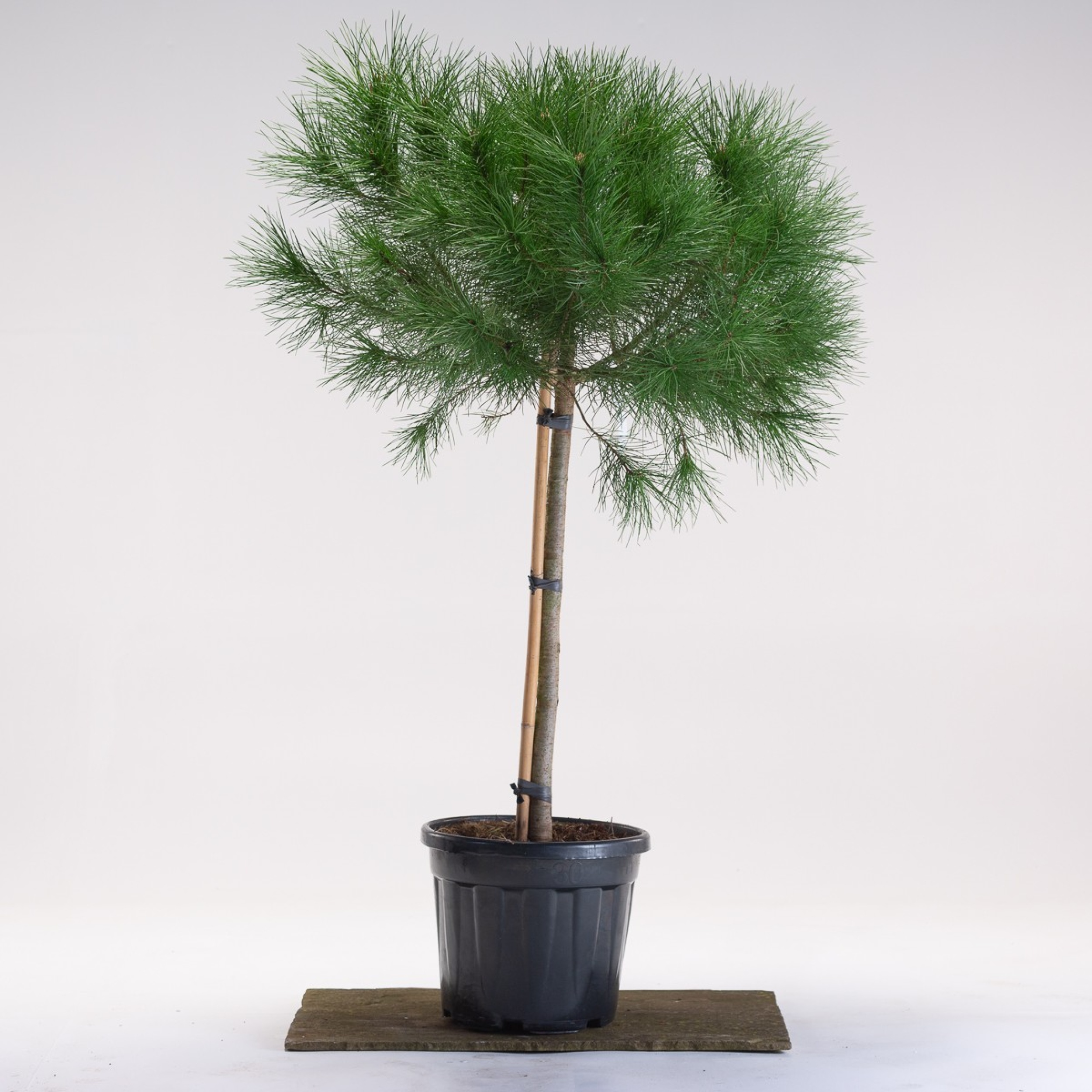 Pinus pinea | The Palm Centre