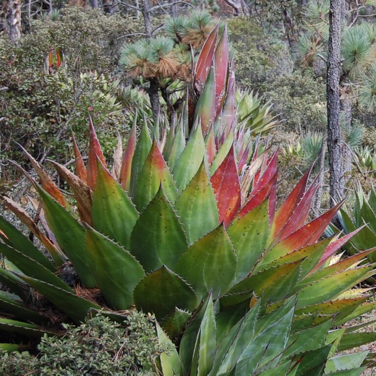 A Palm Centre Introduction: Agave montana | The Palm Centre