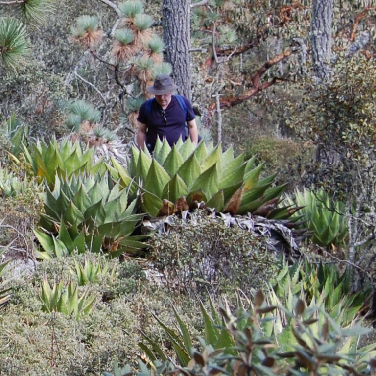 A Palm Centre Introduction: Agave montana | The Palm Centre