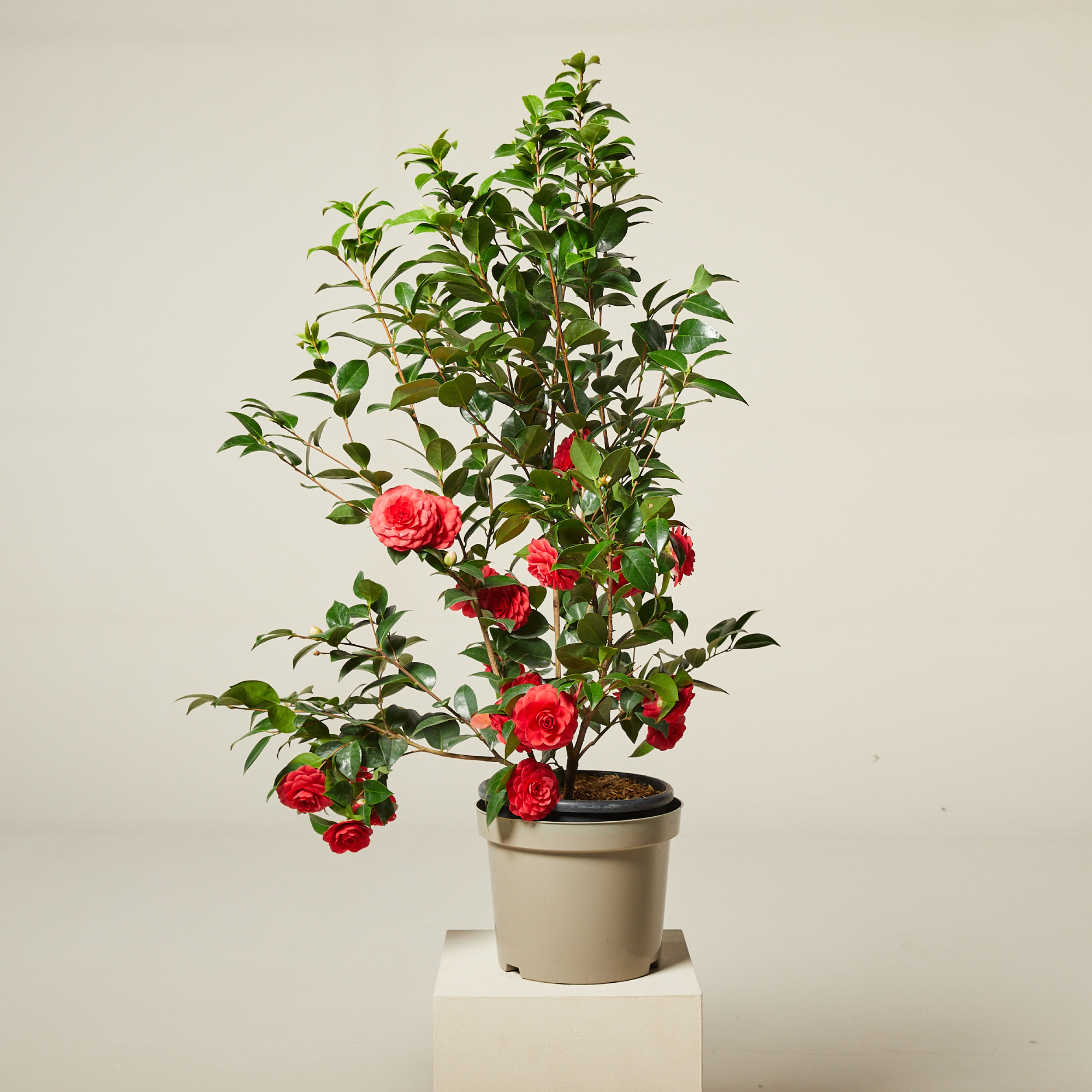 Camellia japonica Black Lace The Palm Centre