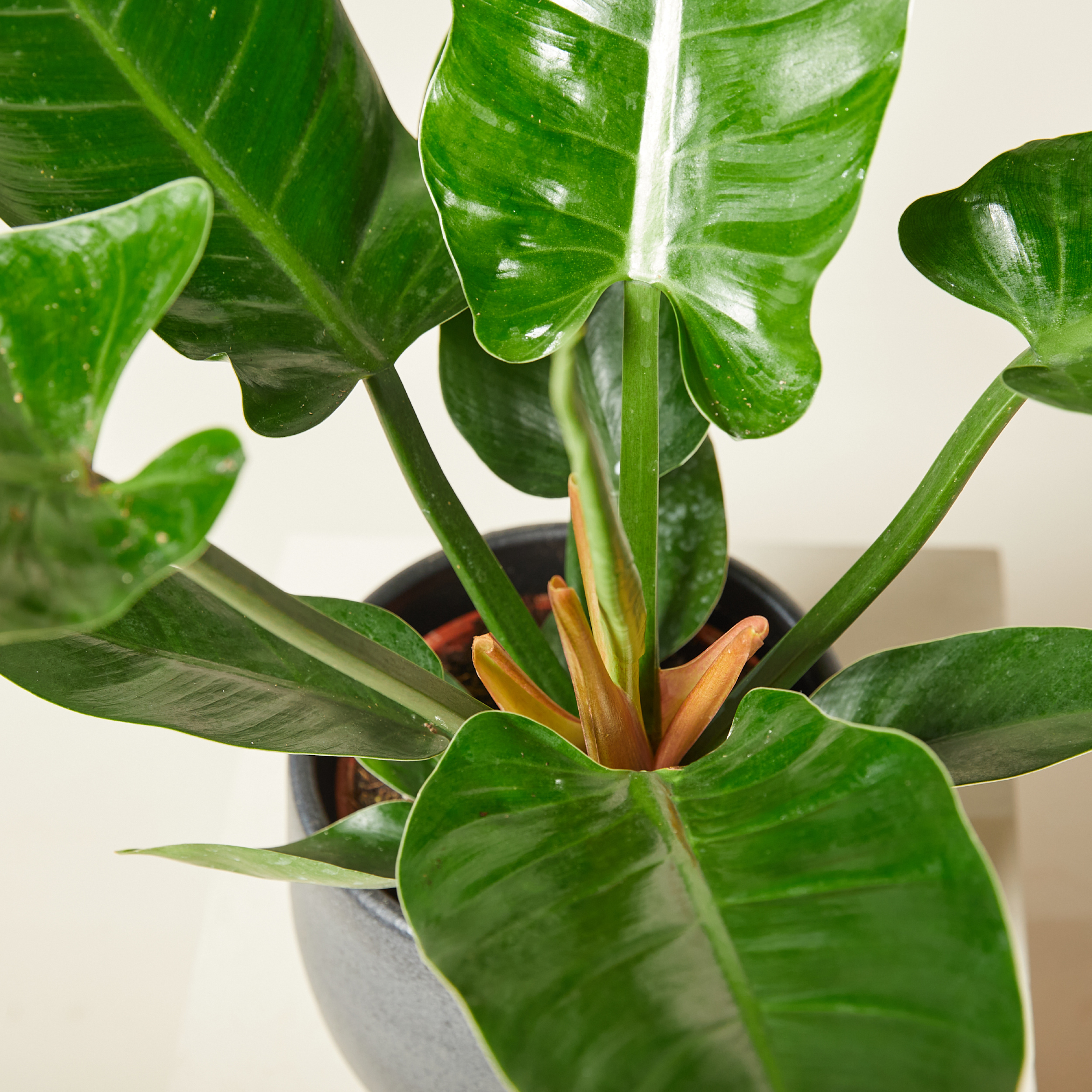 Philodendron Imperial Green The Palm Centre