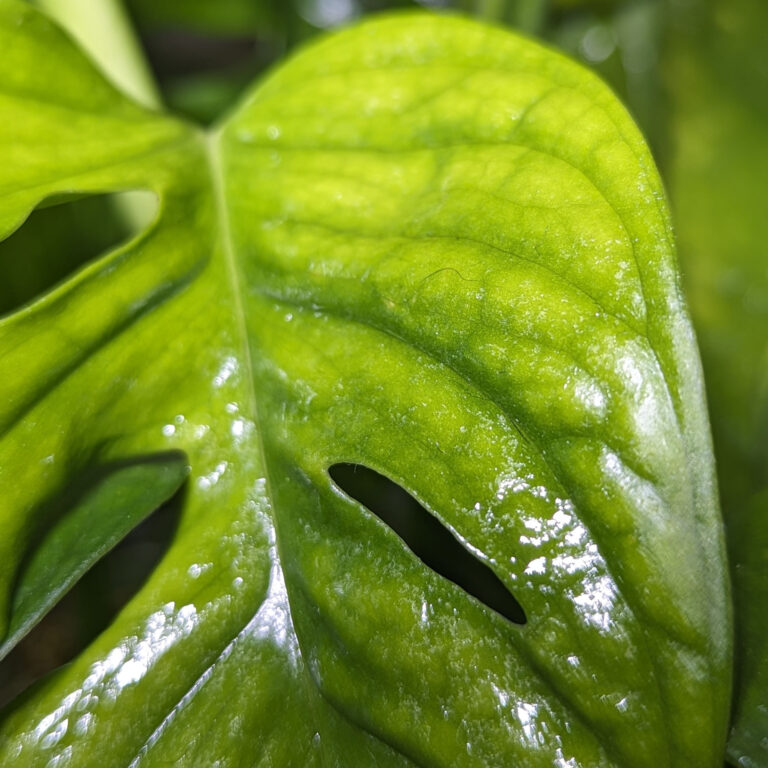 Unveiling the Mystery of Chlorosis: How to Revive Your Yellowing ...