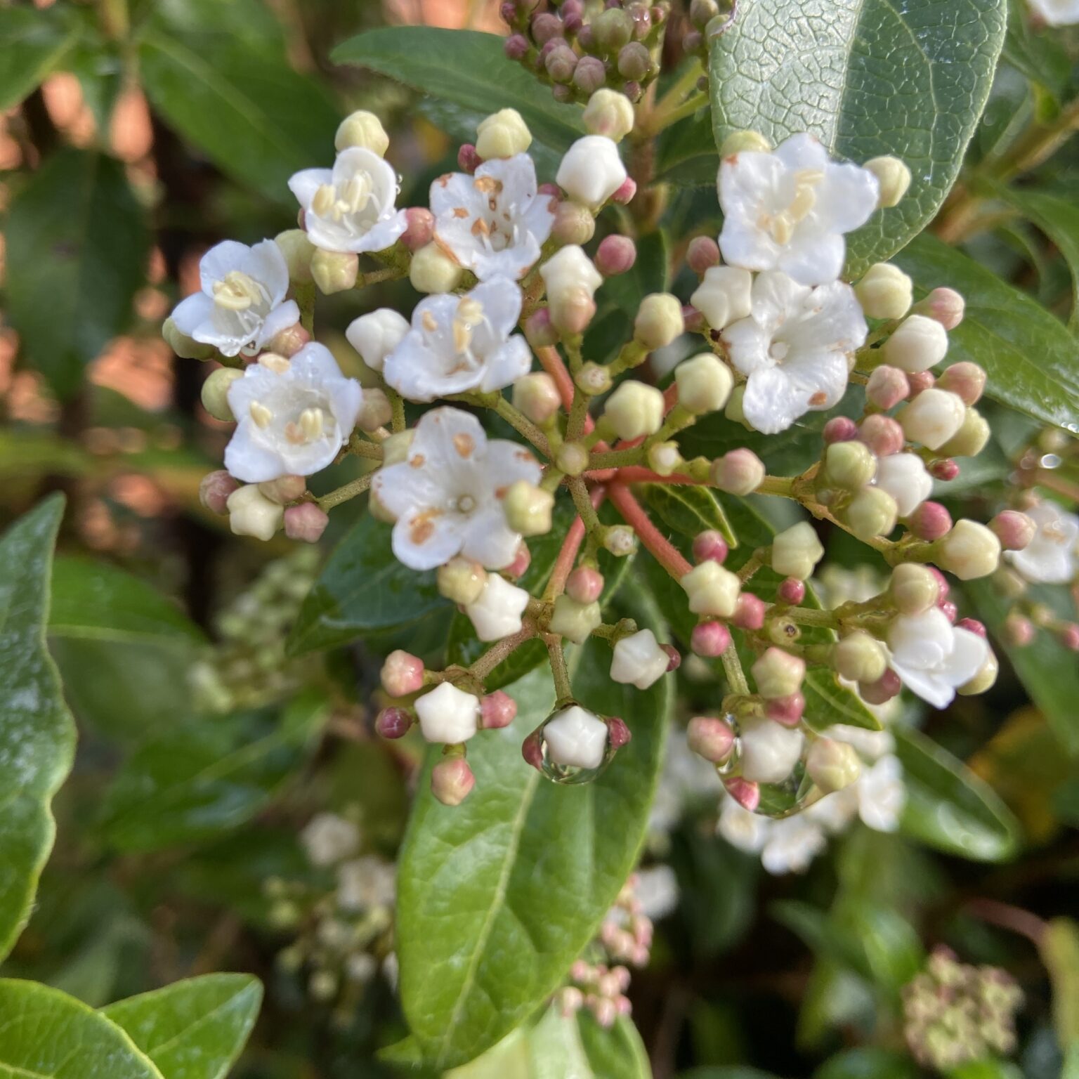 Viburnum tinus ‘Eve Price’ | The Palm Centre