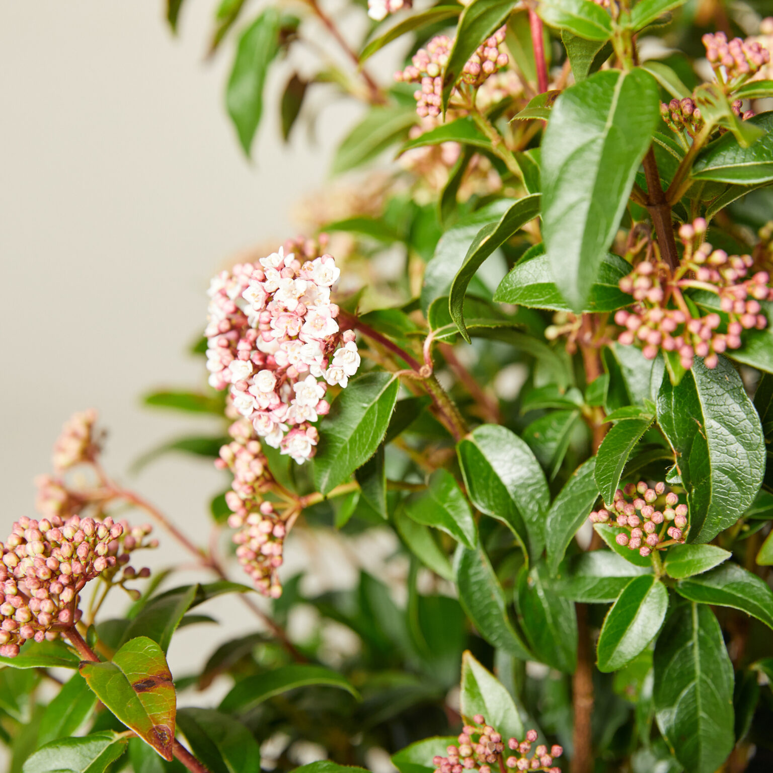 Viburnum tinus ‘Eve Price’ | The Palm Centre