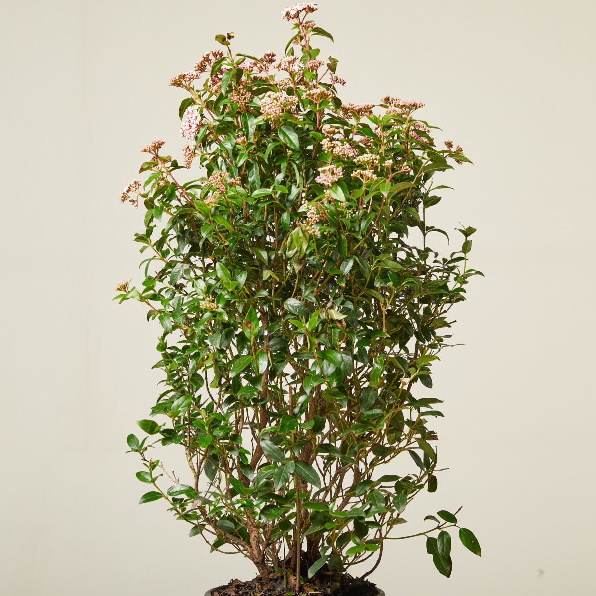 Viburnum tinus ‘Eve Price’ | The Palm Centre