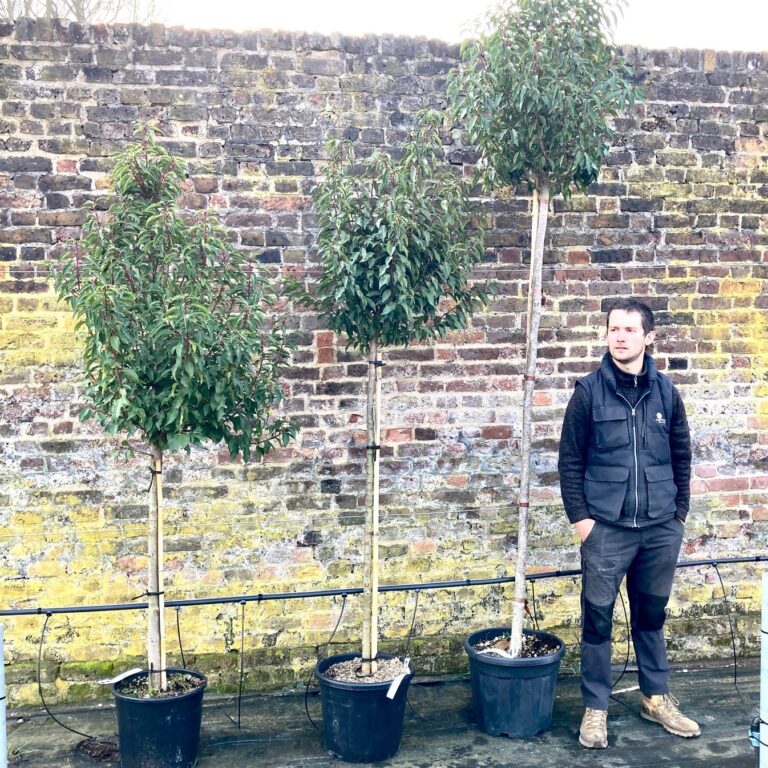 Size Matters: Understanding tree and shrub forms | The Palm Centre