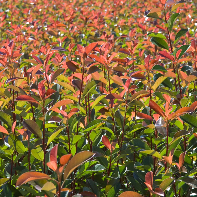 Size Matters: Understanding tree and shrub forms | The Palm Centre