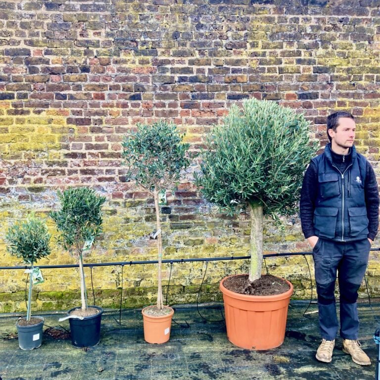 Size Matters: Understanding tree and shrub forms | The Palm Centre