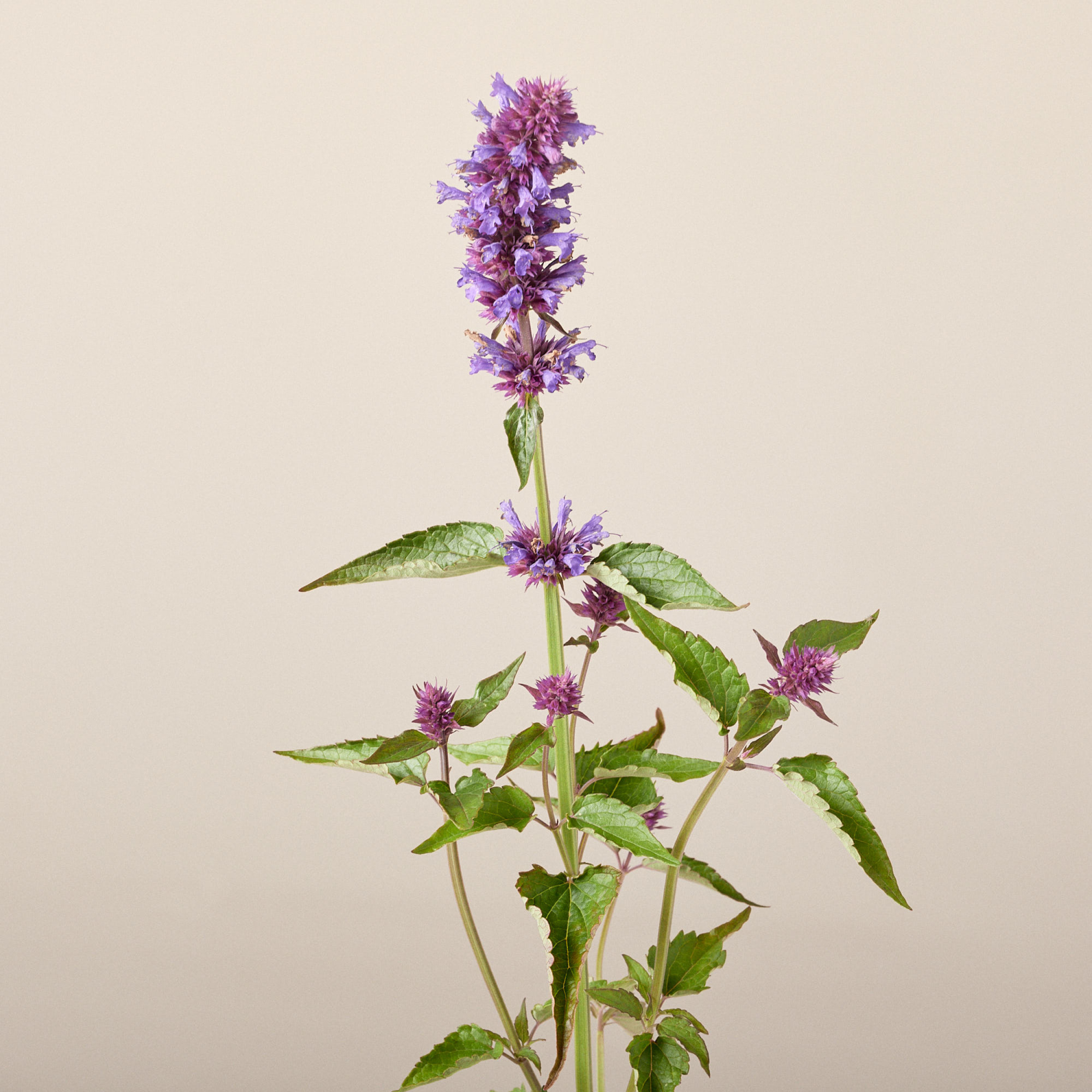 Agastache ‘Blue Boa’ | The Palm Centre