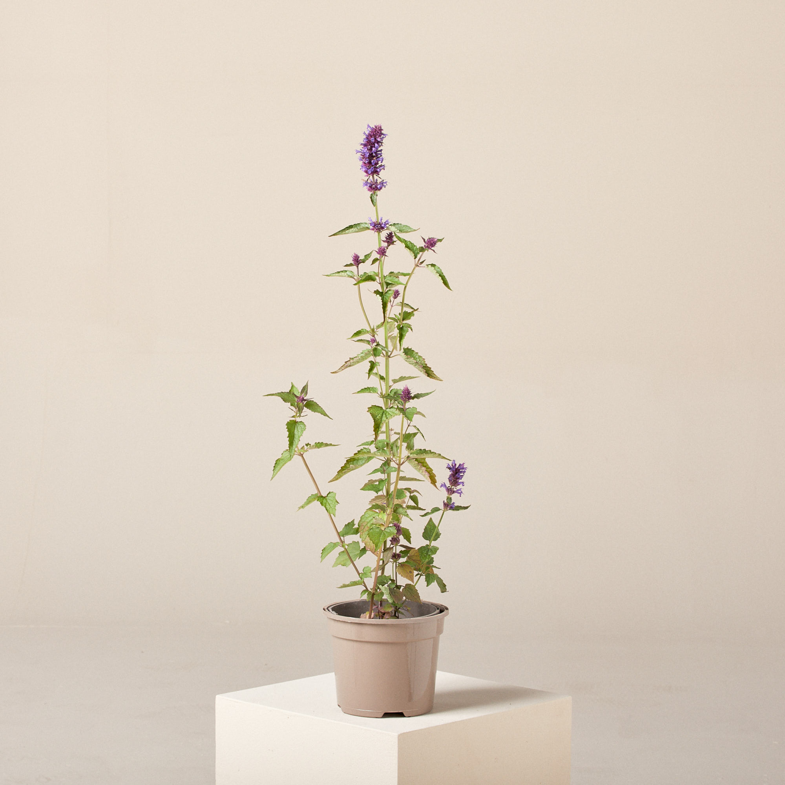 Agastache ‘Blue Boa’ | The Palm Centre