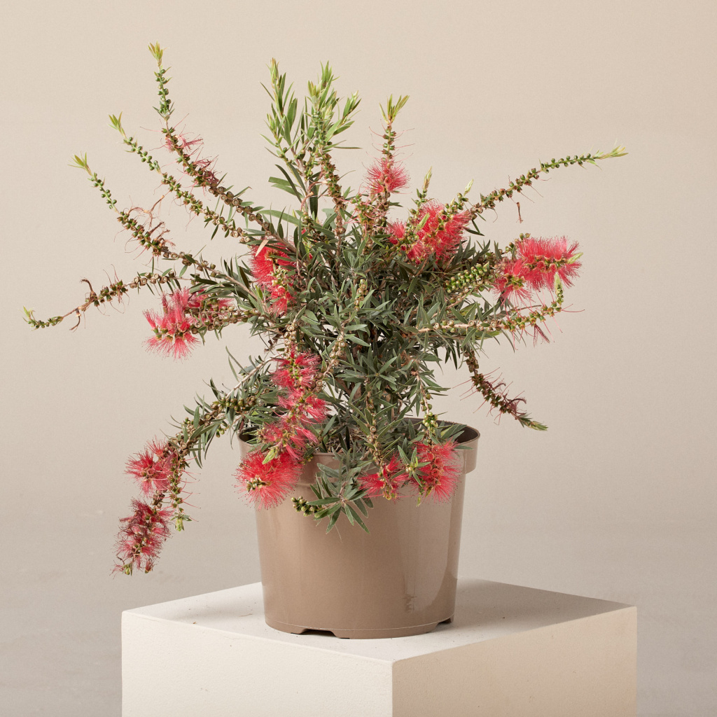Callistemon viminalis ‘Red Star’ | The Palm Centre