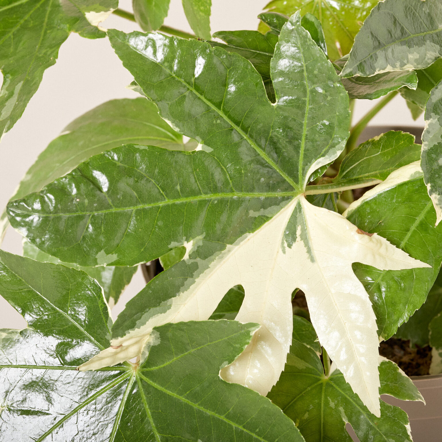 Fatsia japonica ‘Variegata’ | The Palm Centre