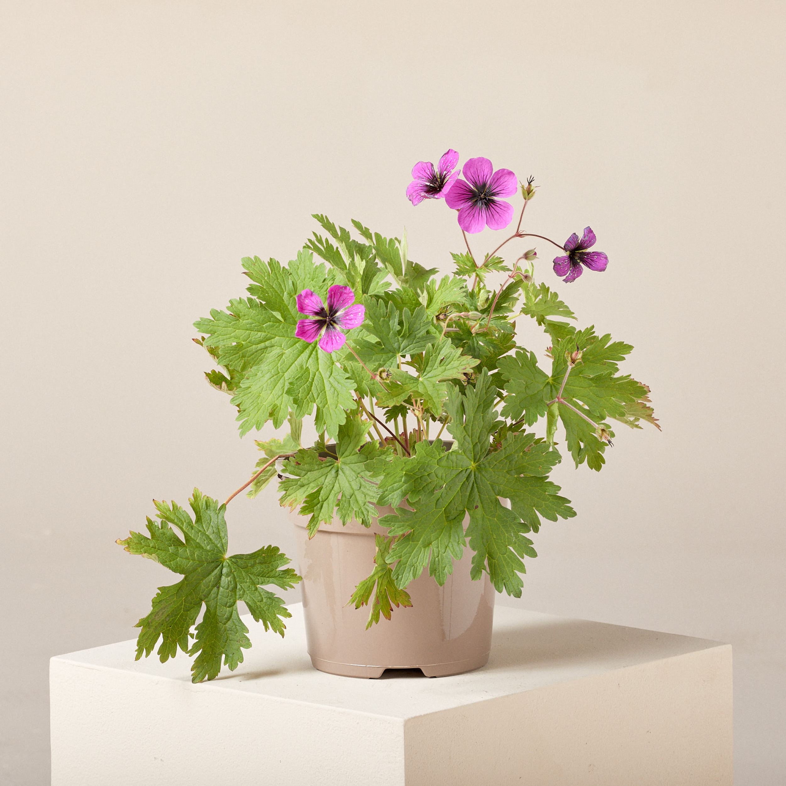 Geranium ‘Dragon Heart®’ | The Palm Centre
