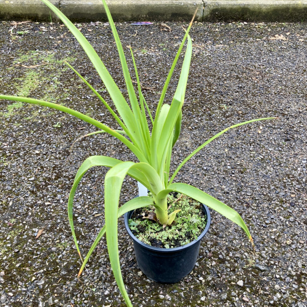 Kniphofia northiae | The Palm Centre