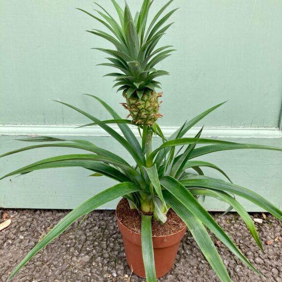 Ananas ‘Mi Amigo’ | The Palm Centre