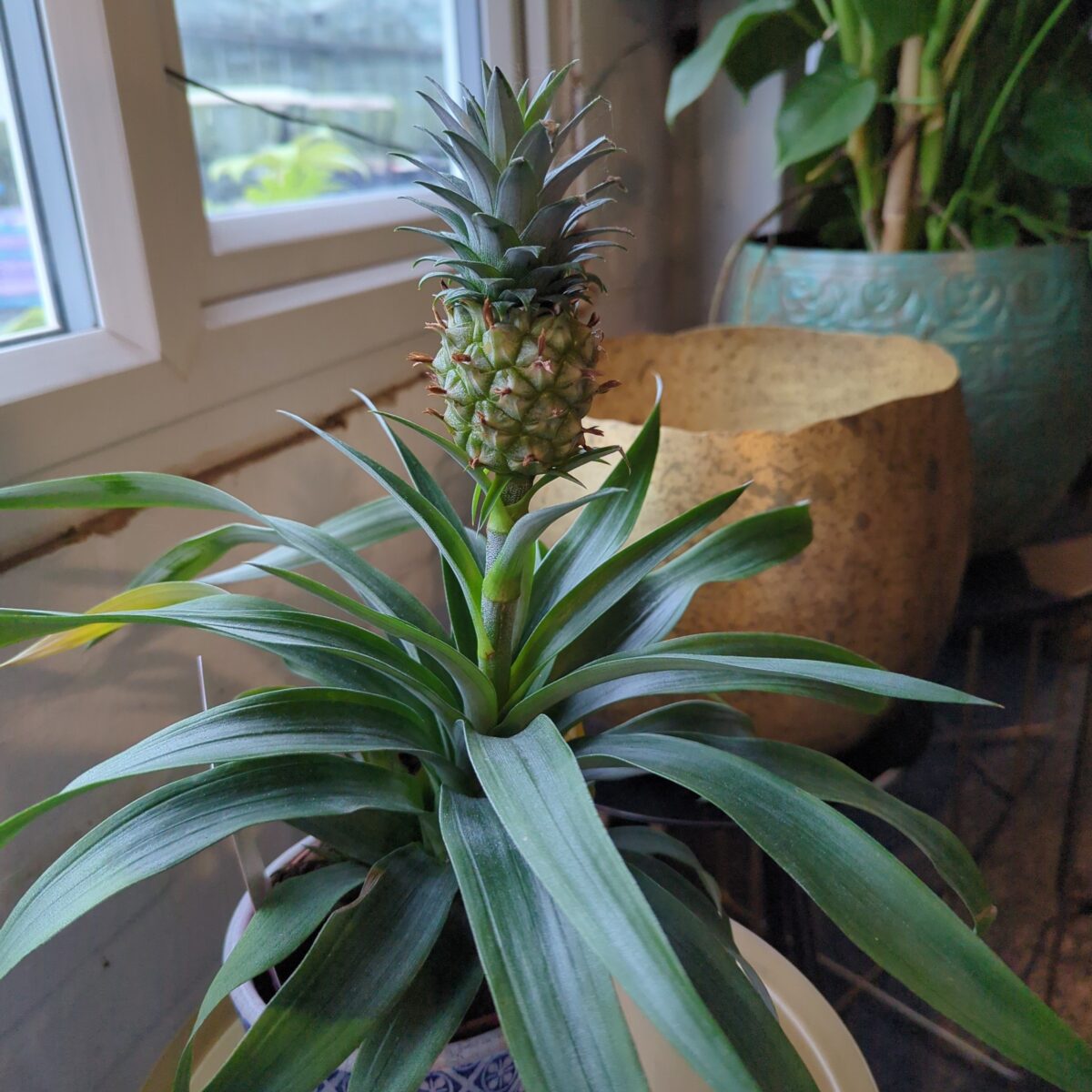 Ananas ‘Mi Amigo’ | The Palm Centre