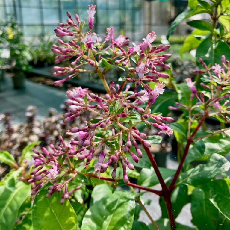 Fuchsia arborescens | The Palm Centre