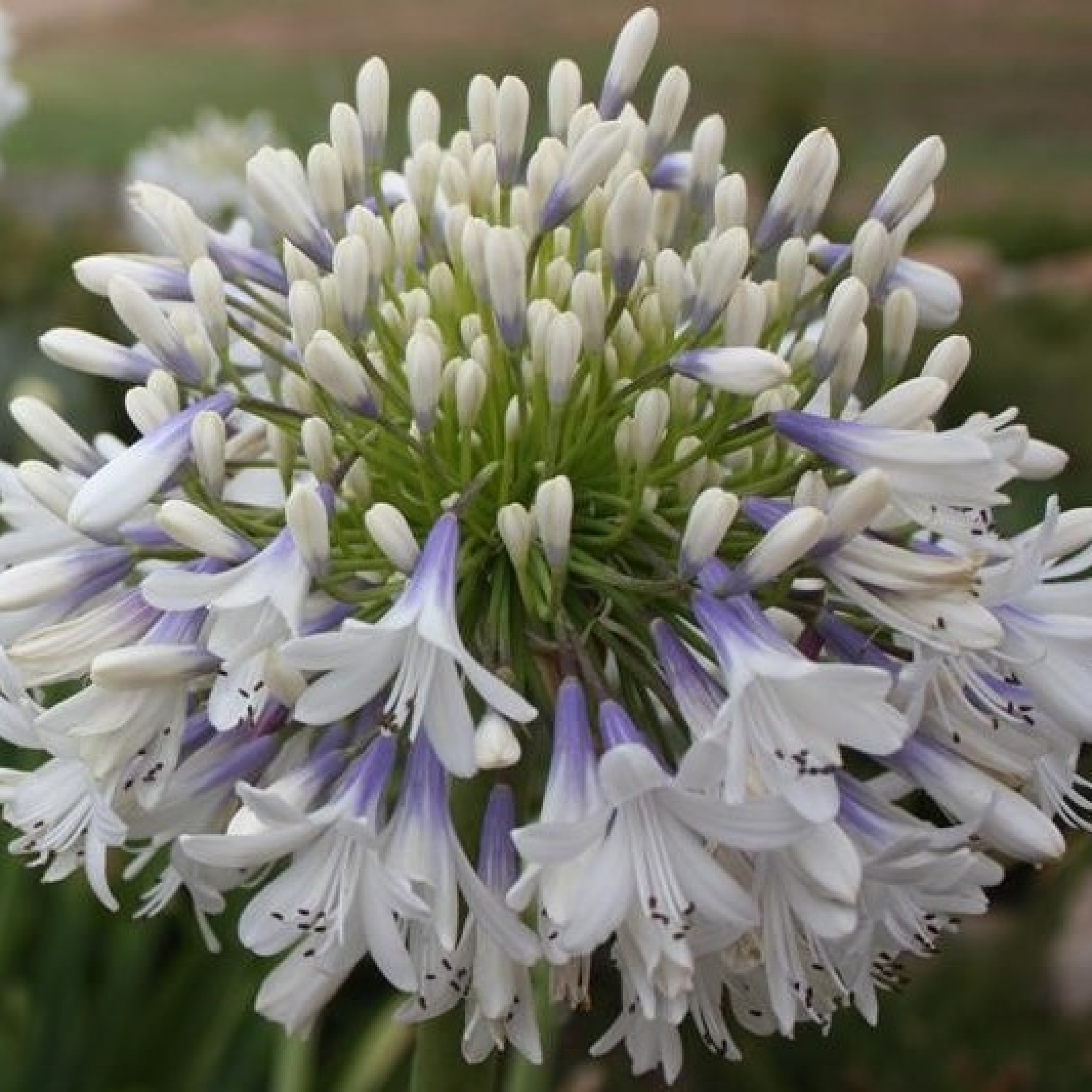 Agapanthus ‘Queen Mum’ | The Palm Centre