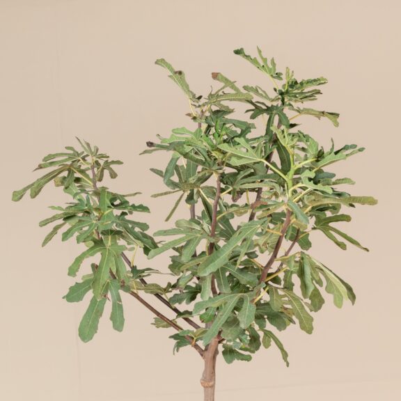 Ficus carica ‘Brown Turkey’ - Full Standard | The Palm Centre