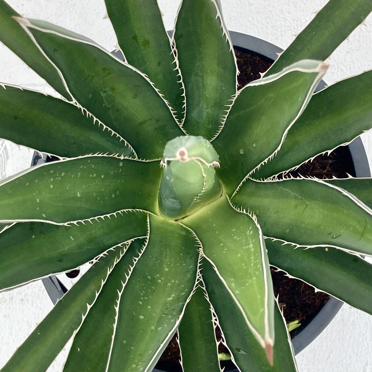 Agave lechuguilla | The Palm Centre