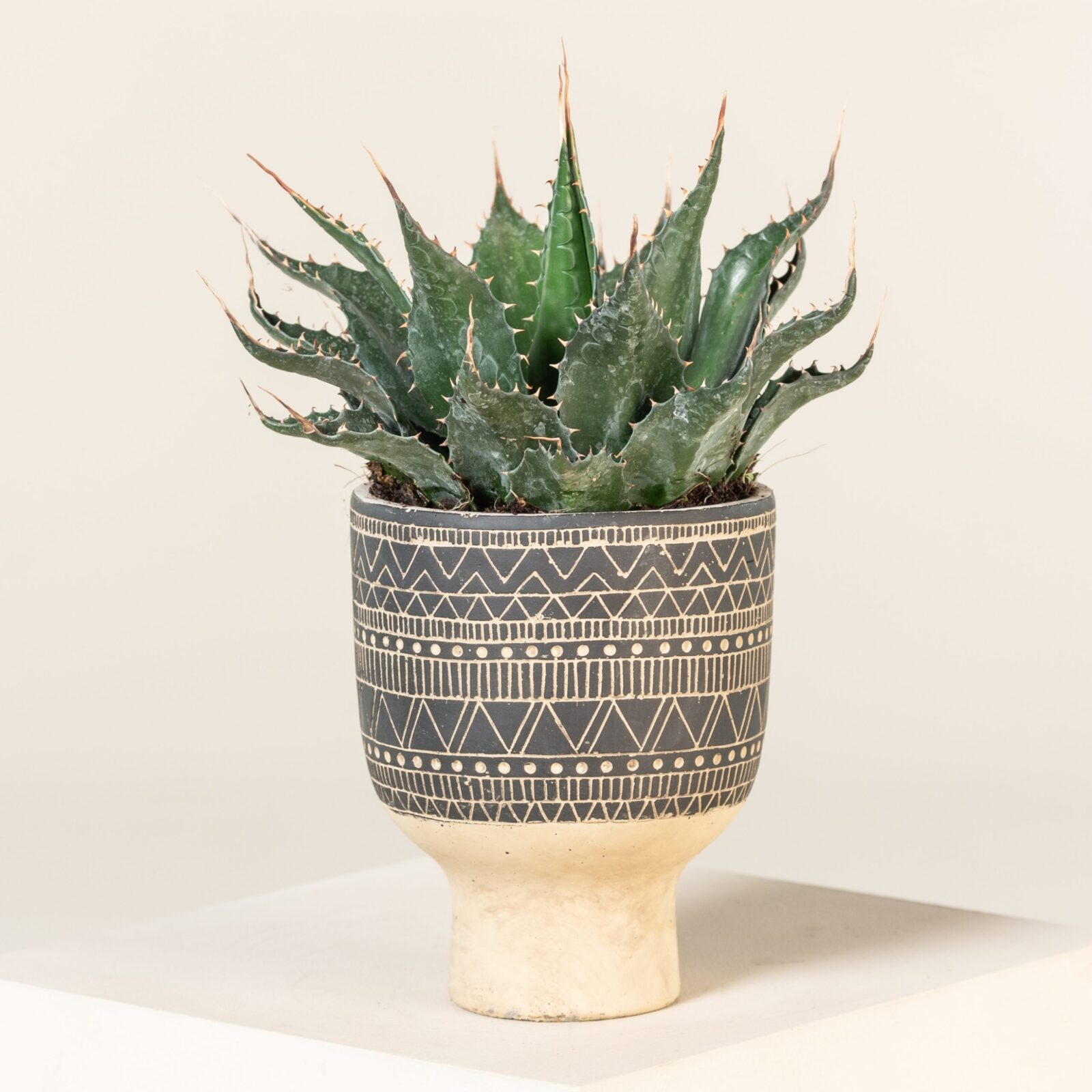 Plant Introductions | The Palm Centre