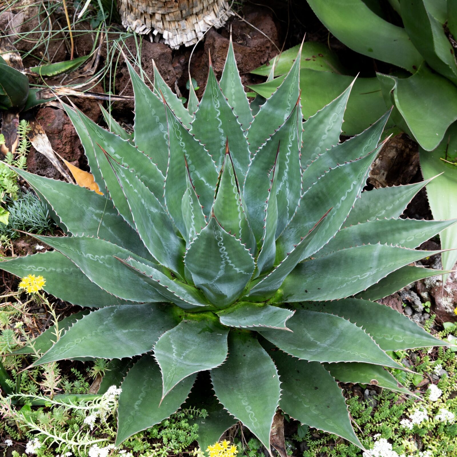 Agave montana | The Palm Centre