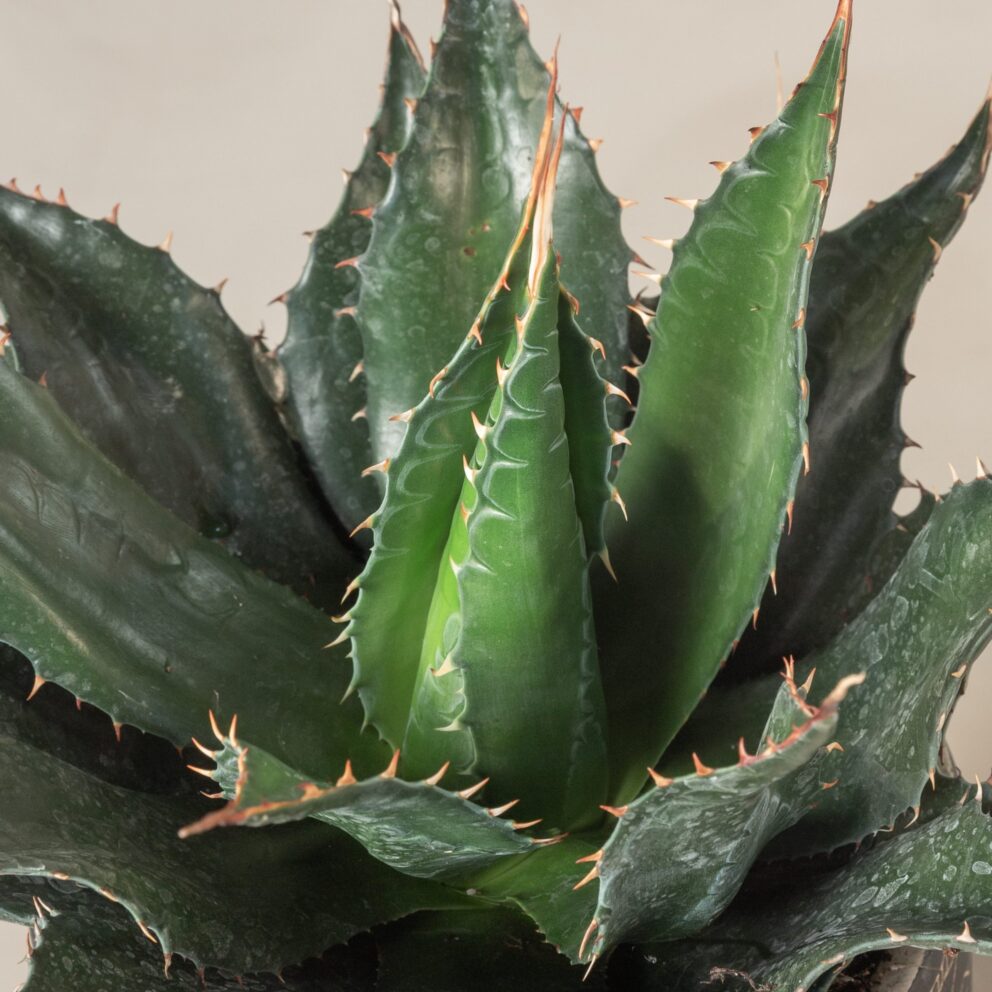 Agave montana | The Palm Centre