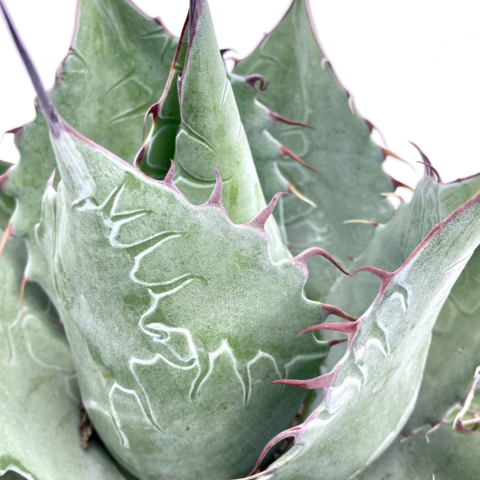 Agave parrasana | The Palm Centre