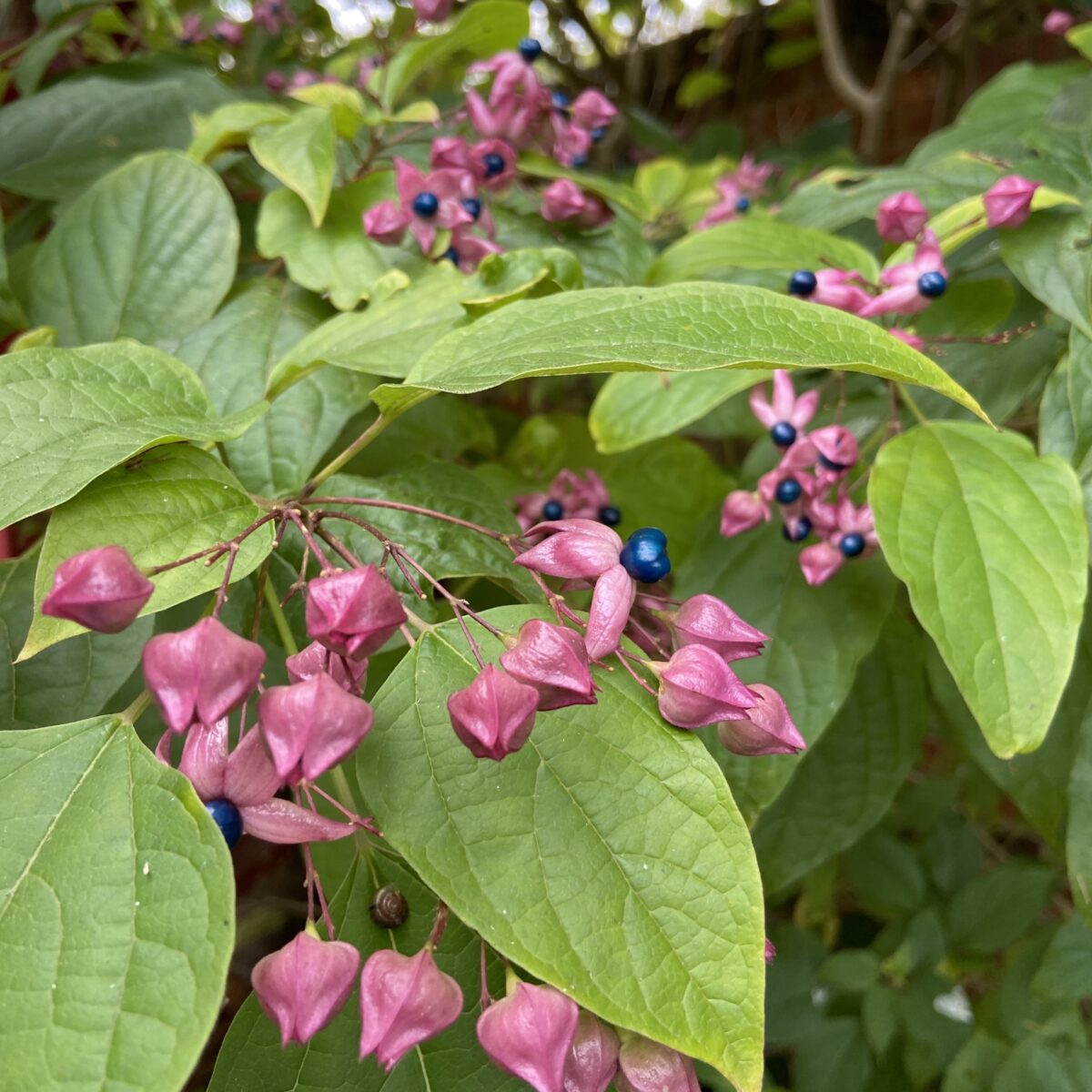 Clerodendrum trichotomum ‘Fargesii’ | The Palm Centre