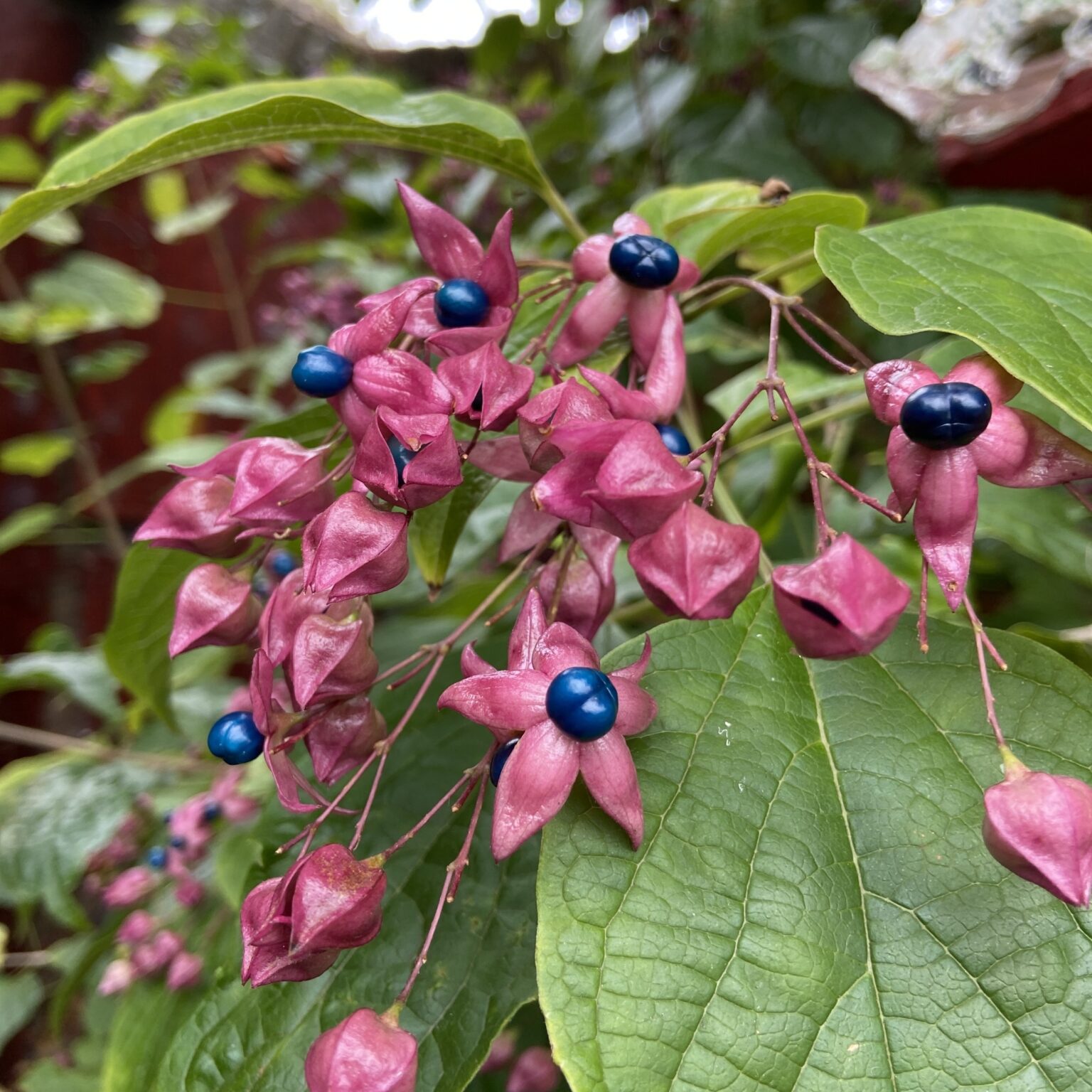 Clerodendrum trichotomum ‘Fargesii’ | The Palm Centre