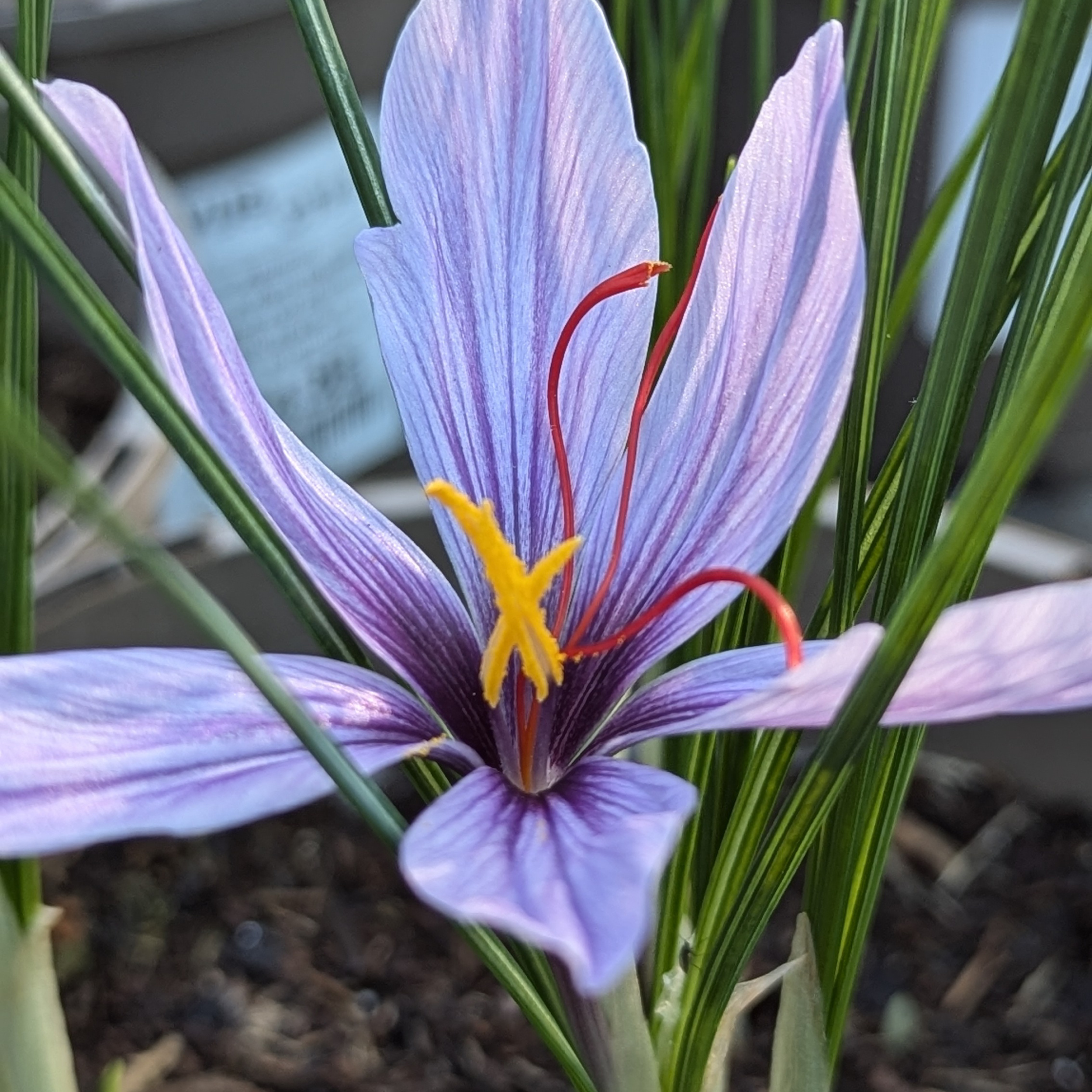 Crocus sativus | The Palm Centre