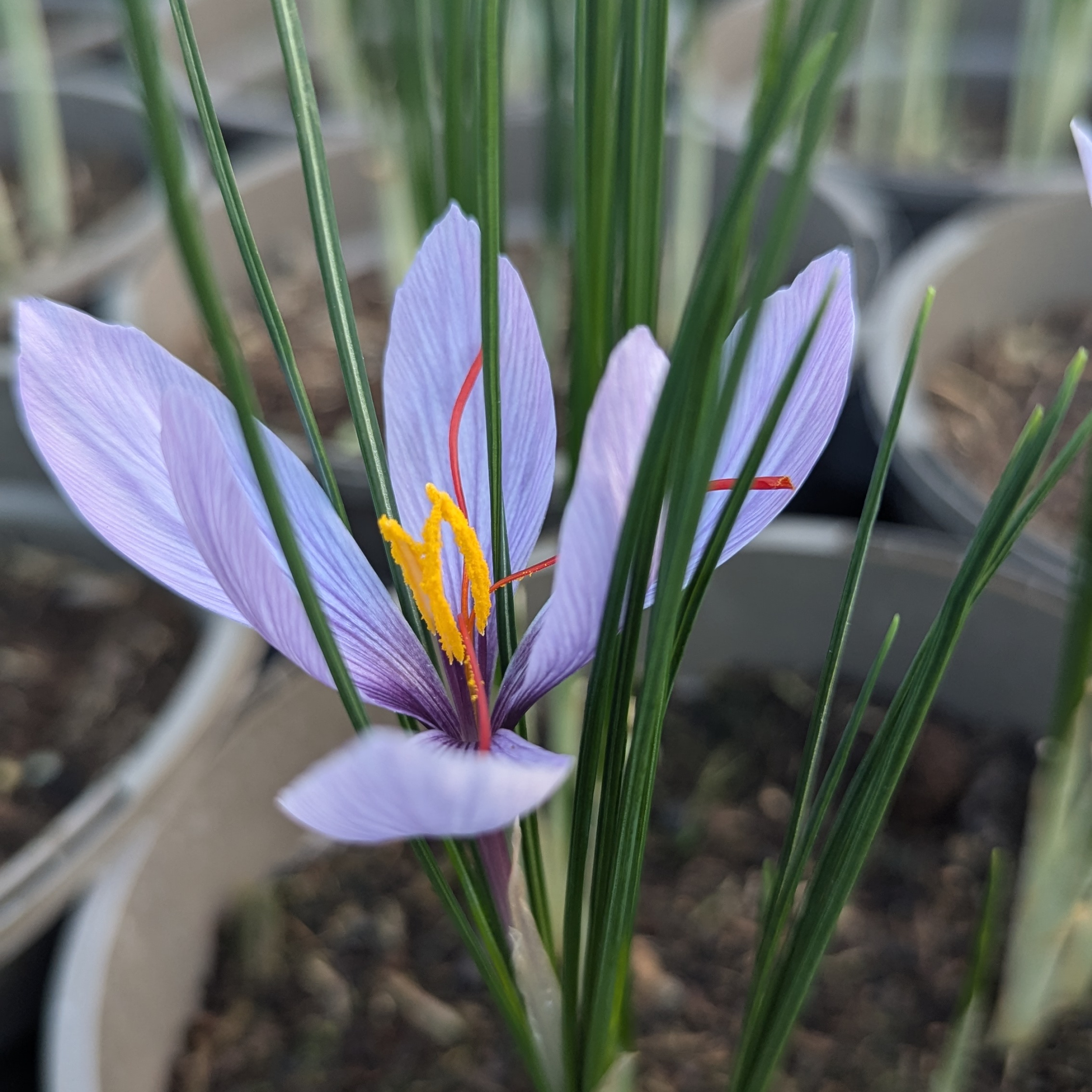 Crocus sativus | The Palm Centre