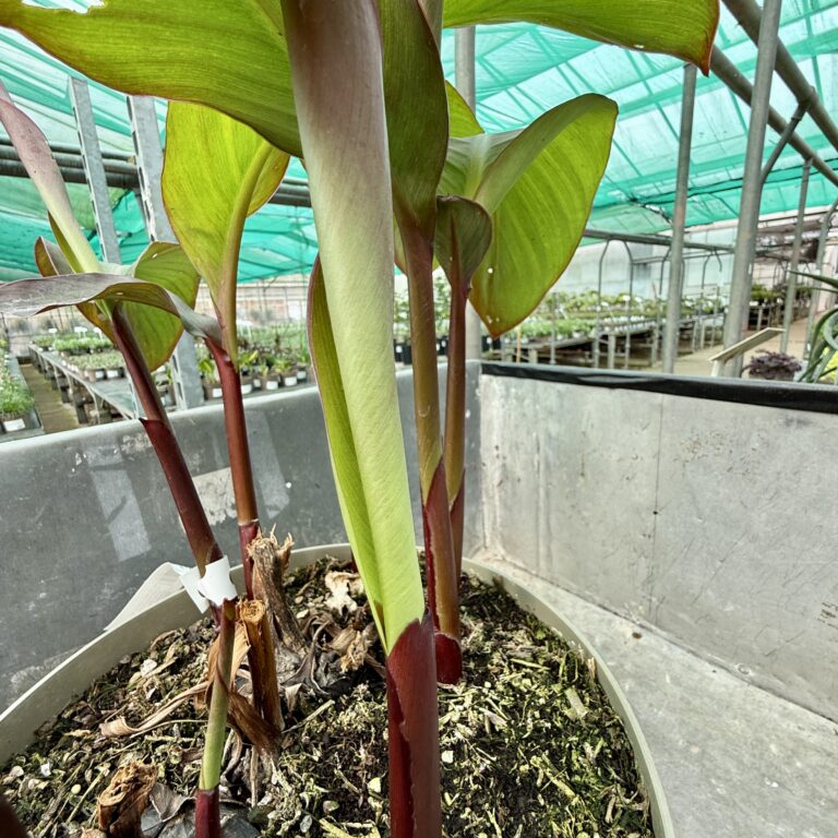 Canna musifolia ‘Grande’ | The Palm Centre