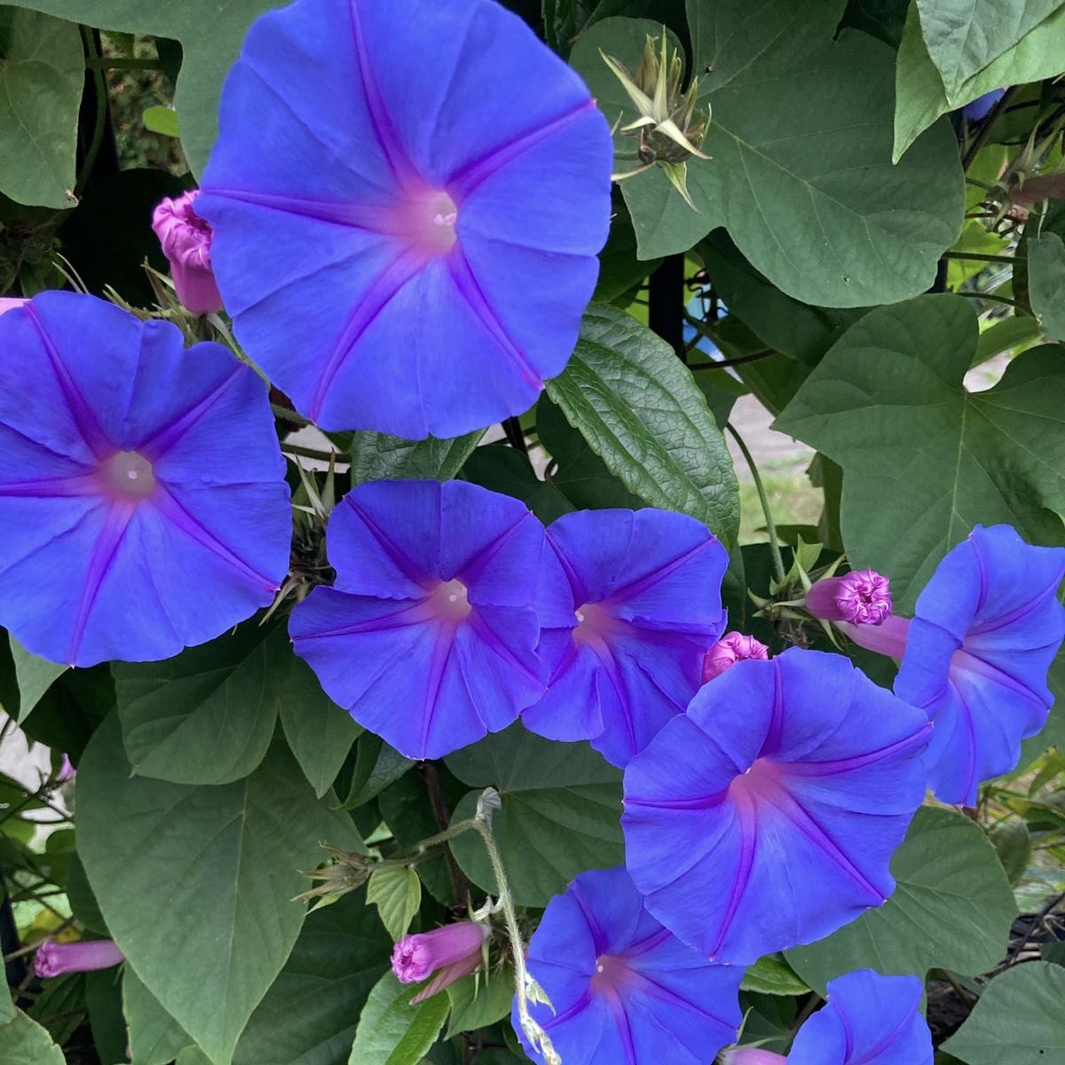 Ipomoea indica | The Palm Centre