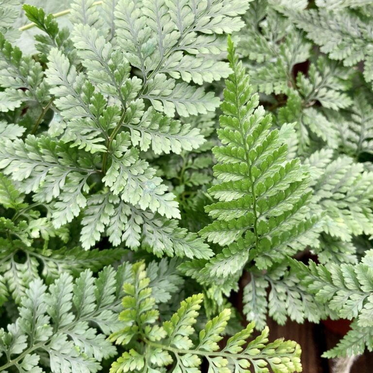 Humata tyermanii | The Palm Centre